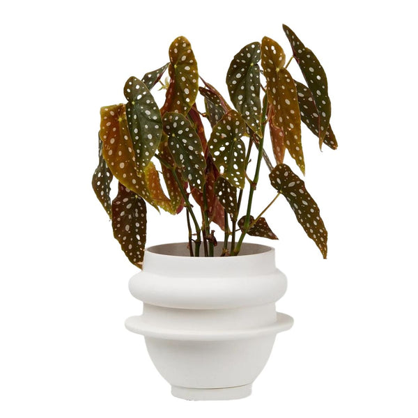 Pots and Vases Tagged "birthday" - Meet Gather Collect