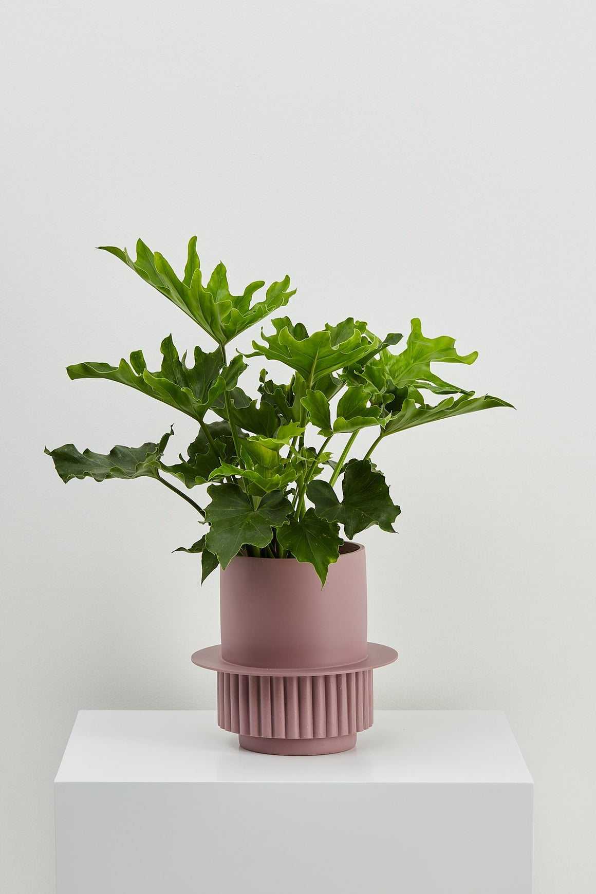 Collections - Meet Gather Collect